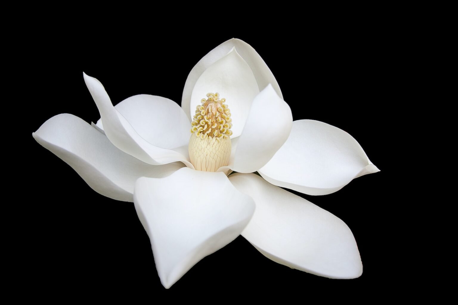 Unearthing the Enigmatic World of Ancient Flowers - ancient.com